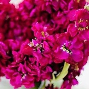 Fragrant Fresh Stock - Fresh Flower Stems - Etsy