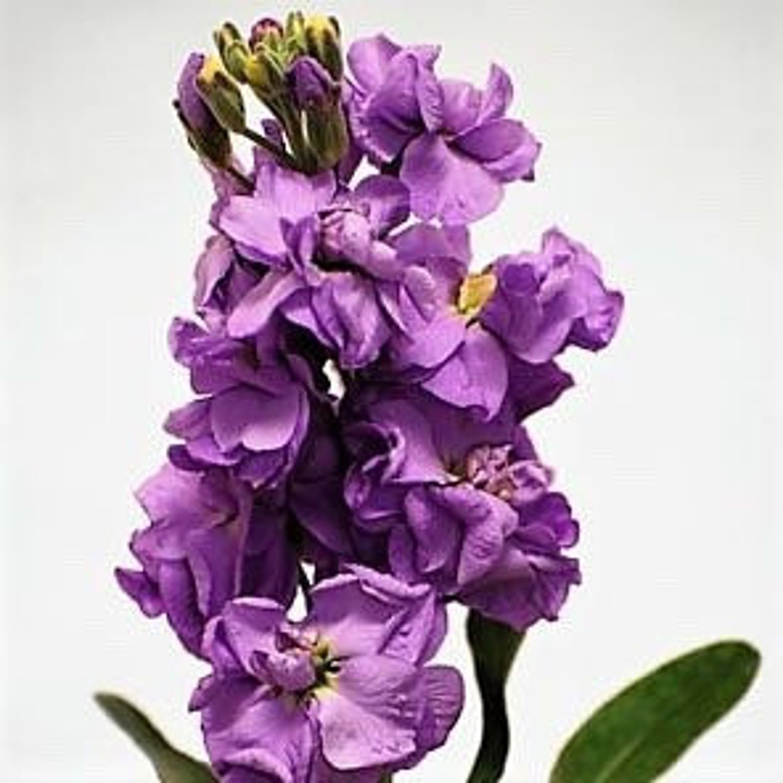 Fragrant Fresh Stock Fresh Flower Stems - Etsy