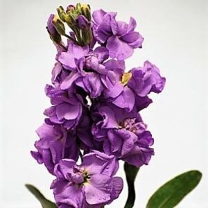 Fragrant Fresh Stock - Fresh Flower Stems - Etsy