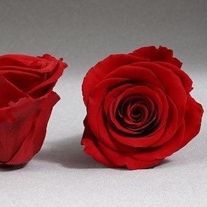 24 High Quality Mini Freeze Dried Roses Measuring 1.5 Inches in the ...