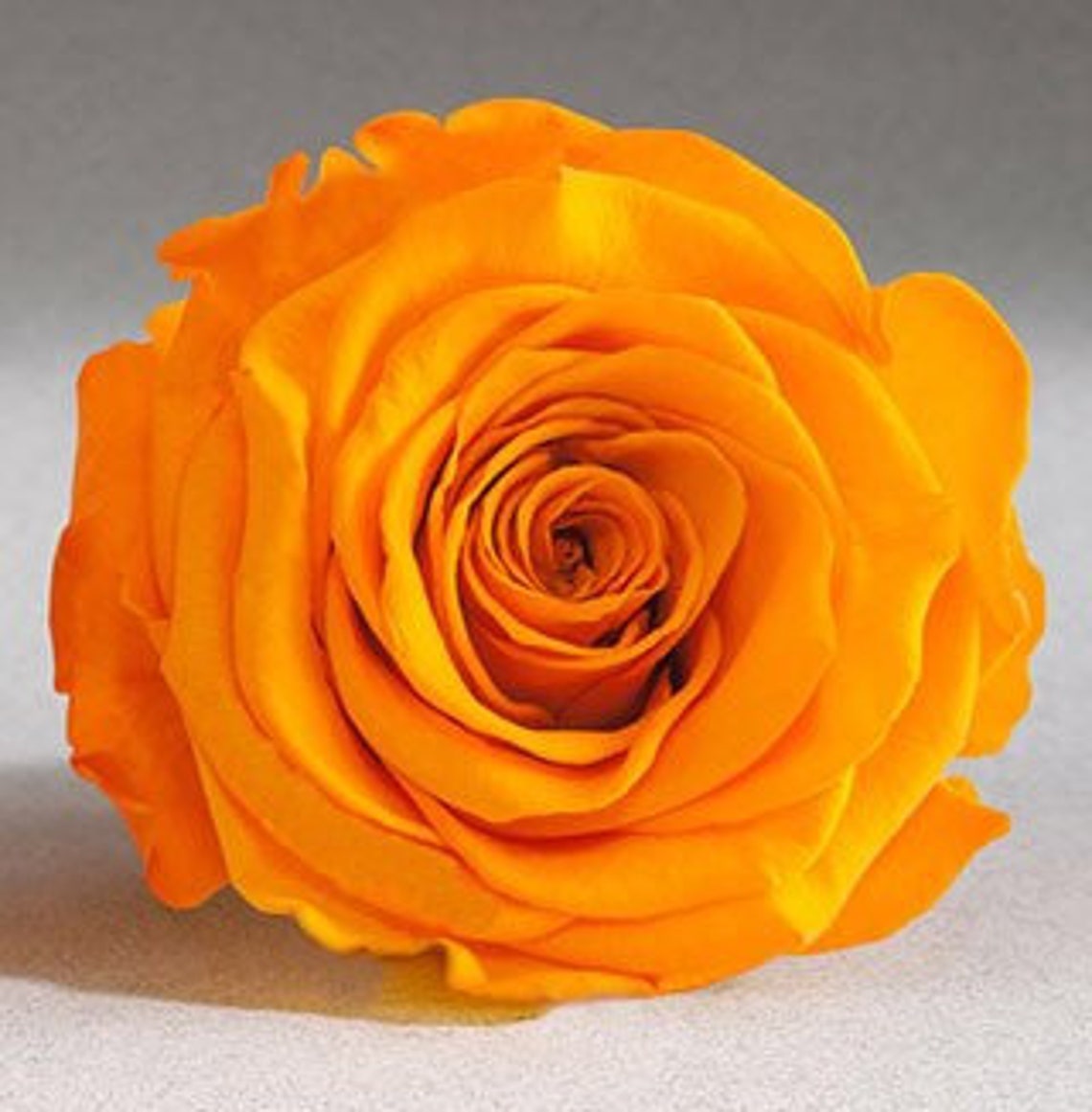 24 High Quality Mini Freeze Dried Roses Measuring 1.5 Inches - Etsy