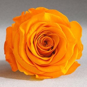 24 High Quality Mini Freeze Dried Roses Measuring 1.5 Inches in the ...