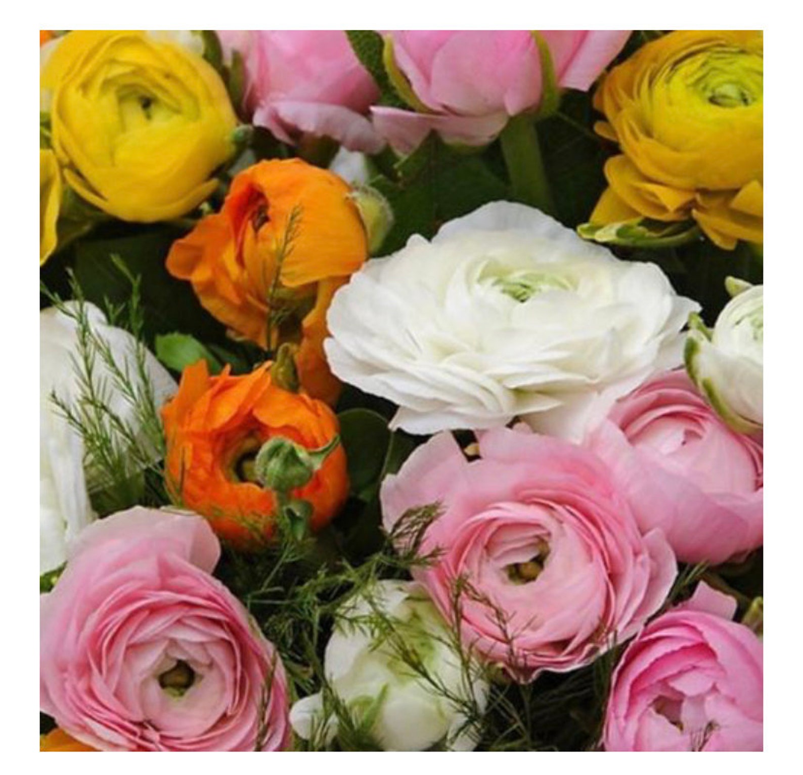 Fresh Assorted Ranunculus - Etsy