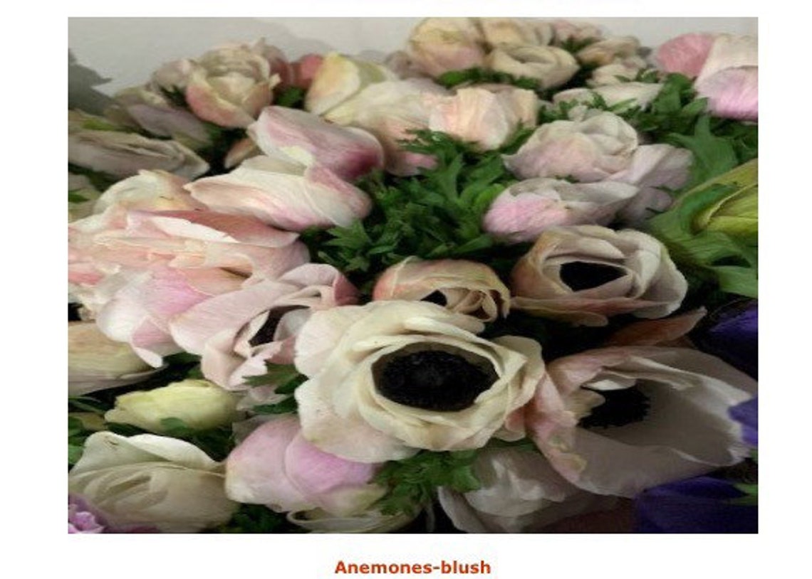 Fresh Anemone Flowers: 20 Stems, Overnight Delivery - Etsy