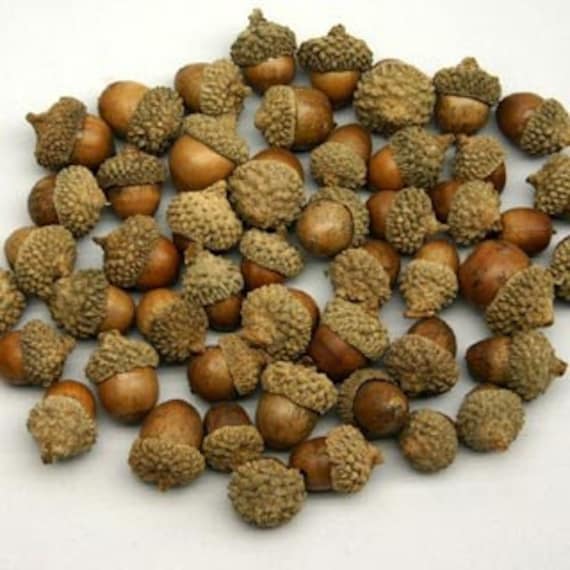 Big bag of 225 acorns for crafting weddings and decor lovely | Etsy