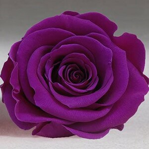24 High Quality Mini Freeze Dried Roses Measuring 1.5 Inches in the ...