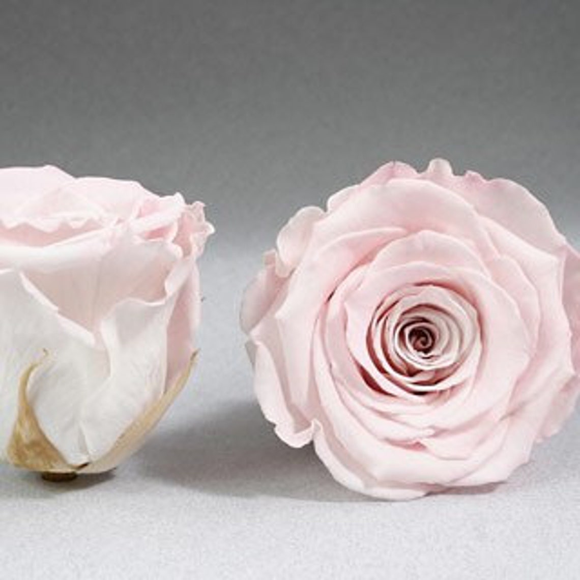 24 High Quality Mini Freeze Dried Roses Measuring 1.5 Inches - Etsy