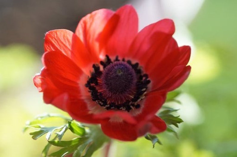 Fresh Anemone Flowers: 20 Stems, Overnight Delivery - Etsy