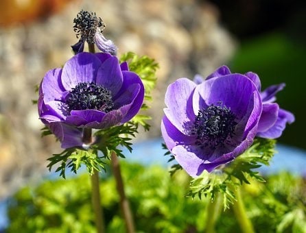 Fresh Anemone Flowers: 20 Stems, Overnight Delivery - Etsy