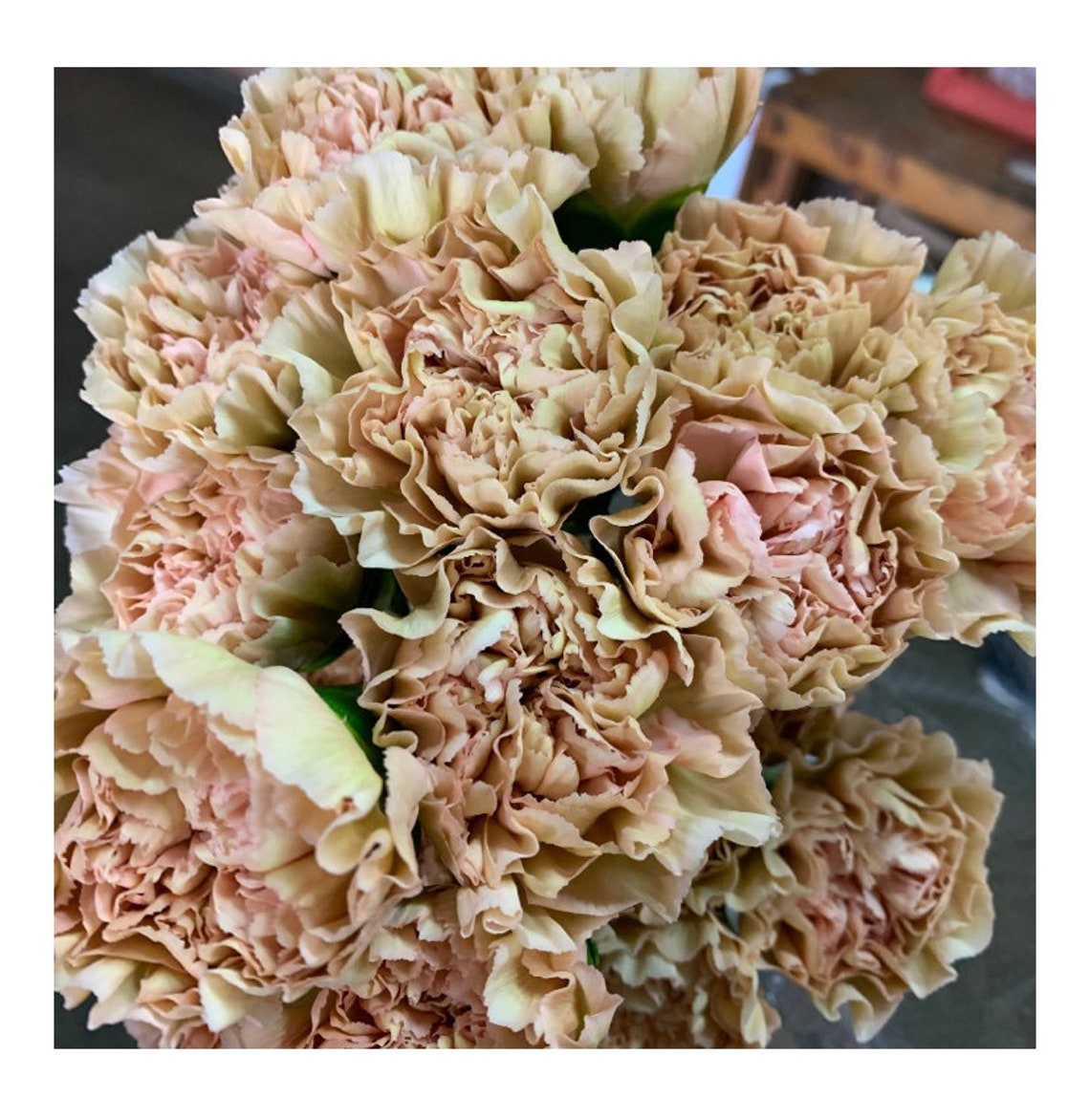 Caramel Beige Fresh Fancy Carnation - Etsy