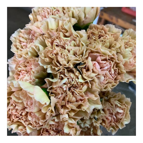 Giant Carnation - Etsy