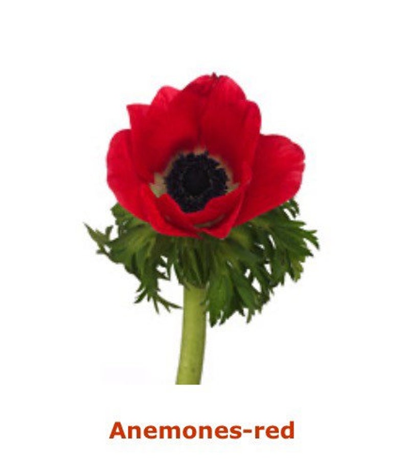 Fresh Anemone Flowers: 20 Stems, Overnight Delivery - Etsy