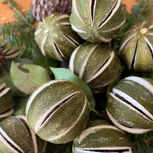 Dried Whole Slit Limes - Dried Citrus - Pomanders - Etsy