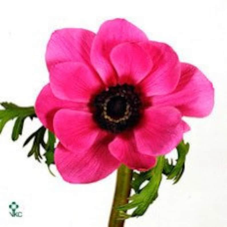 Fresh Anemone Flowers: 20 Stems, Overnight Delivery - Etsy
