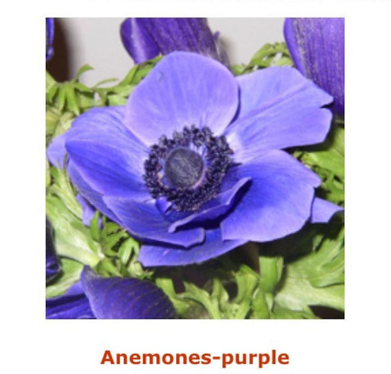 Fresh Anemone Flowers: 20 Stems, Overnight Delivery - Etsy