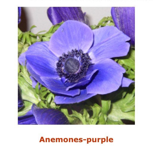 Fresh Anemone Flowers: 20 Stems, Overnight Delivery - Etsy
