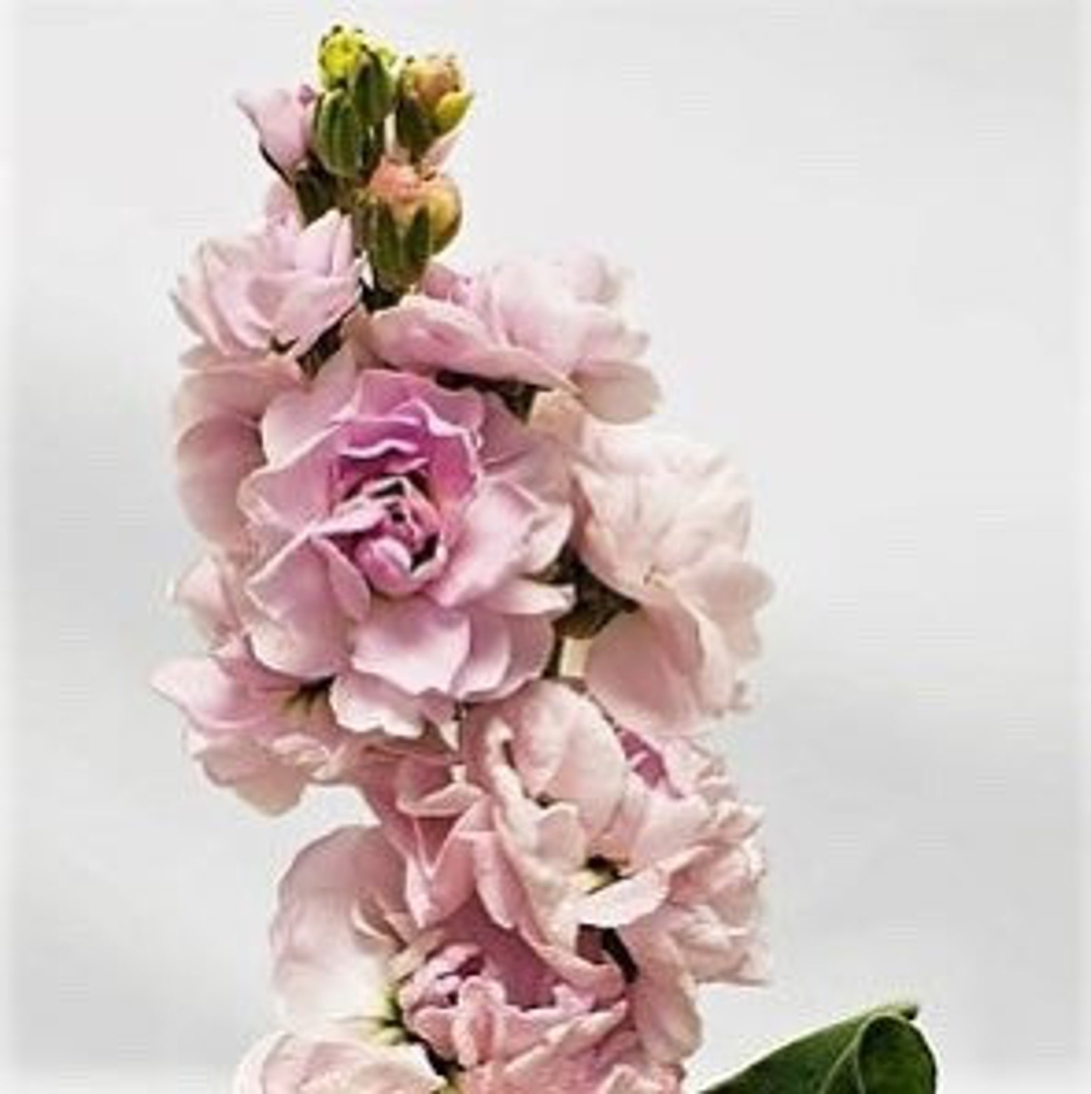 Fragrant Fresh Stock - Fresh Flower Stems - Etsy