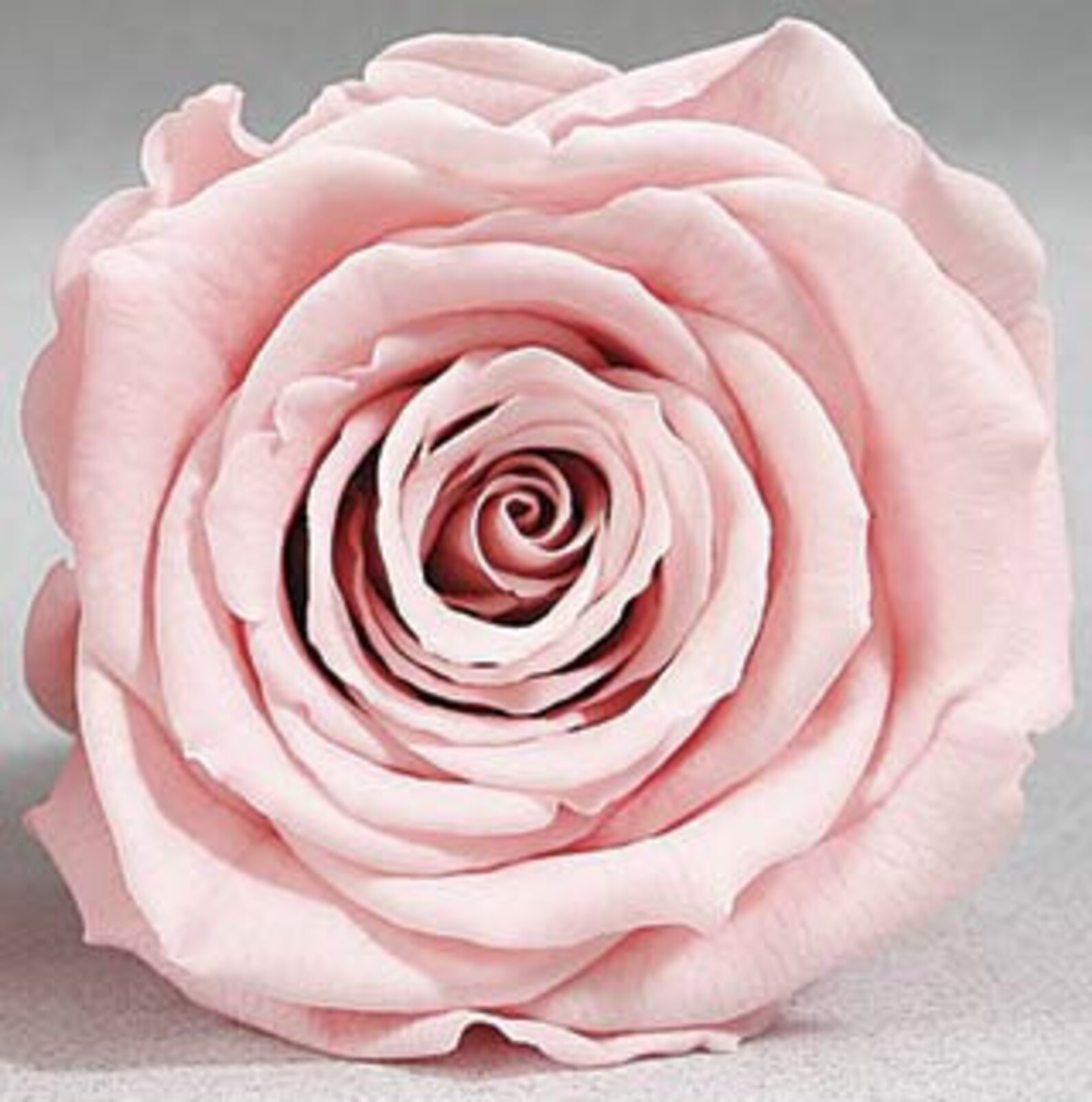 24 High Quality Mini Freeze Dried Roses Measuring 1.5 Inches - Etsy