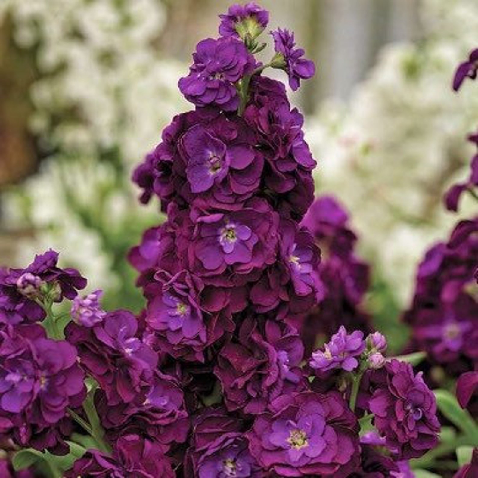 Fragrant Fresh Stock - Fresh Flower Stems - Etsy
