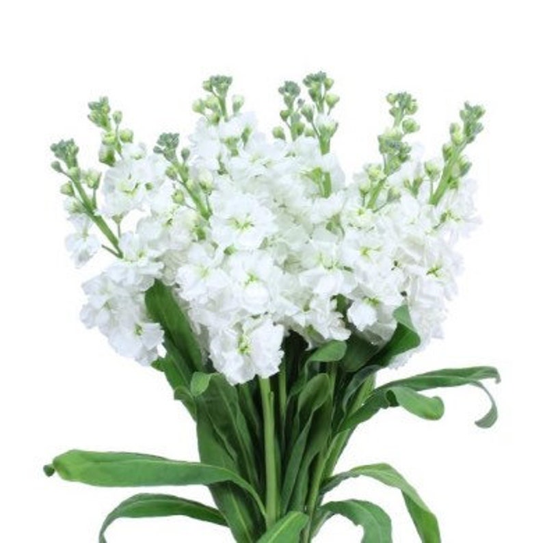 Fragrant Fresh Stock - Fresh Flower Stems - Etsy