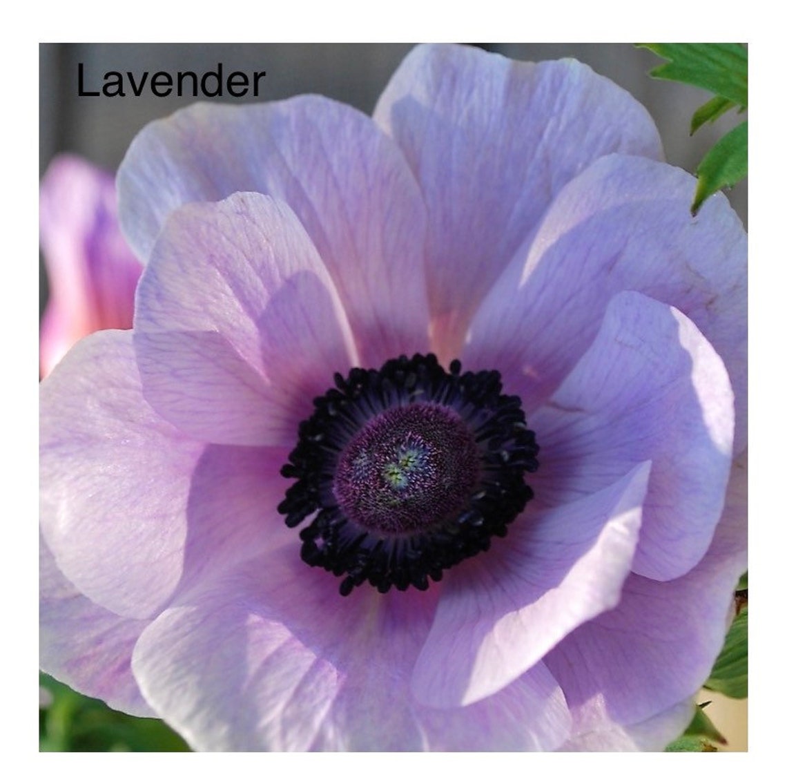 Fresh Anemone Flowers: 20 Stems, Overnight Delivery - Etsy