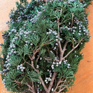 Preserved Juniper With Blue Berries - Etsy