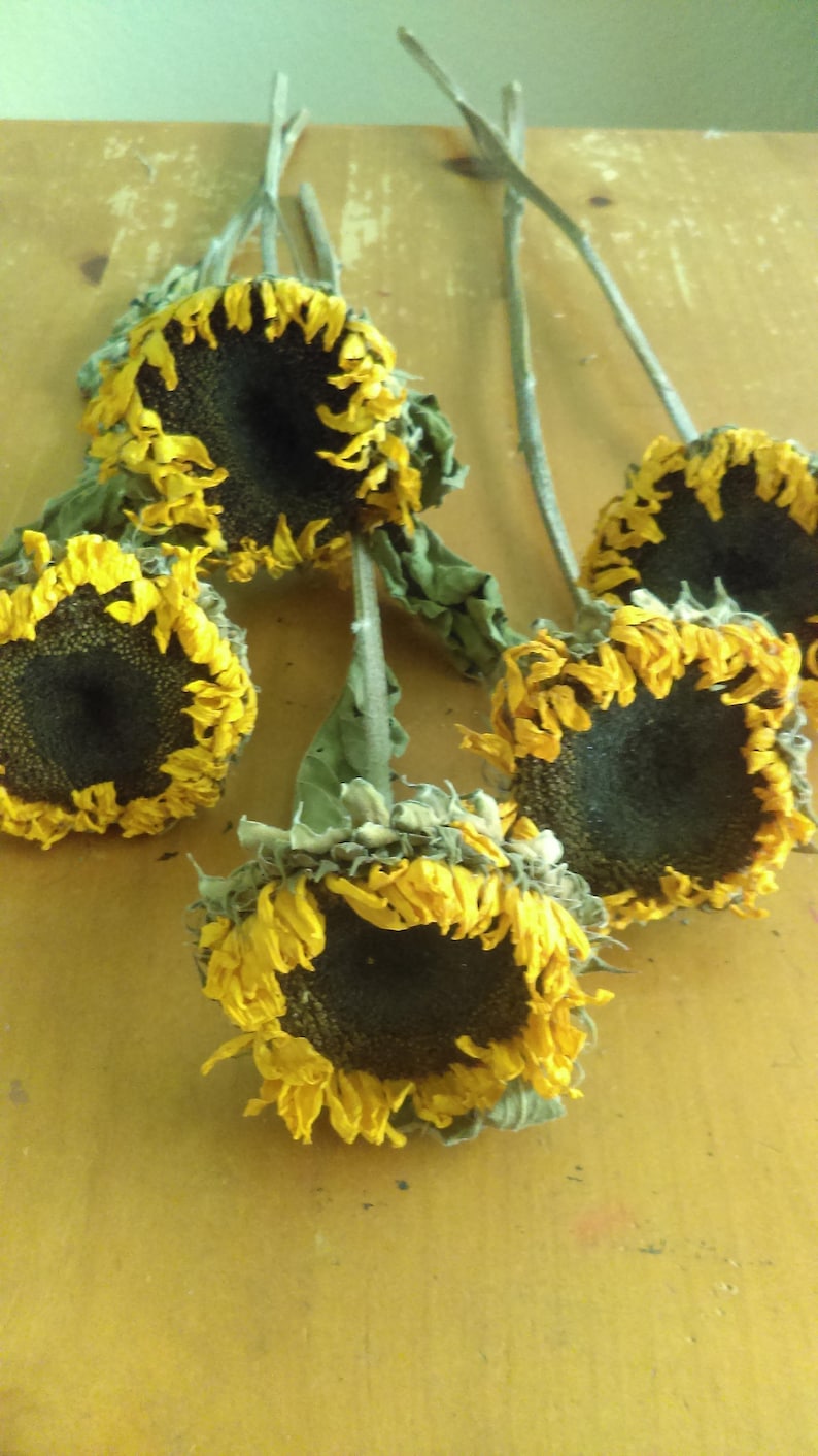 Dried Sunflower Bundle-- Weddings, Fall, Rustic, Primitive Décor - 3 ...