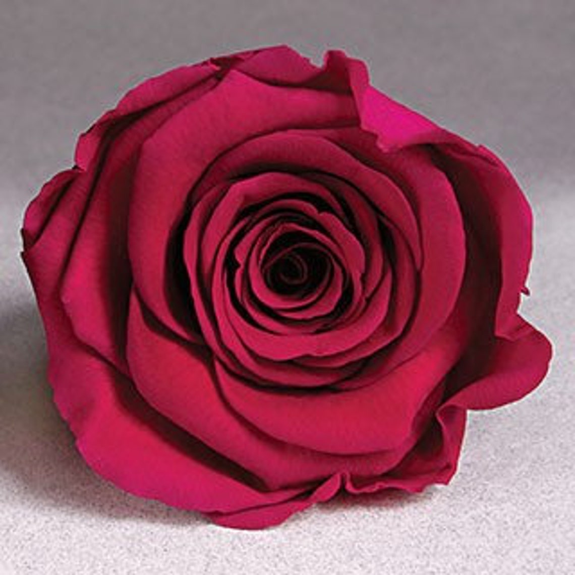 24 High Quality Mini Freeze Dried Roses Measuring 1.5 Inches - Etsy