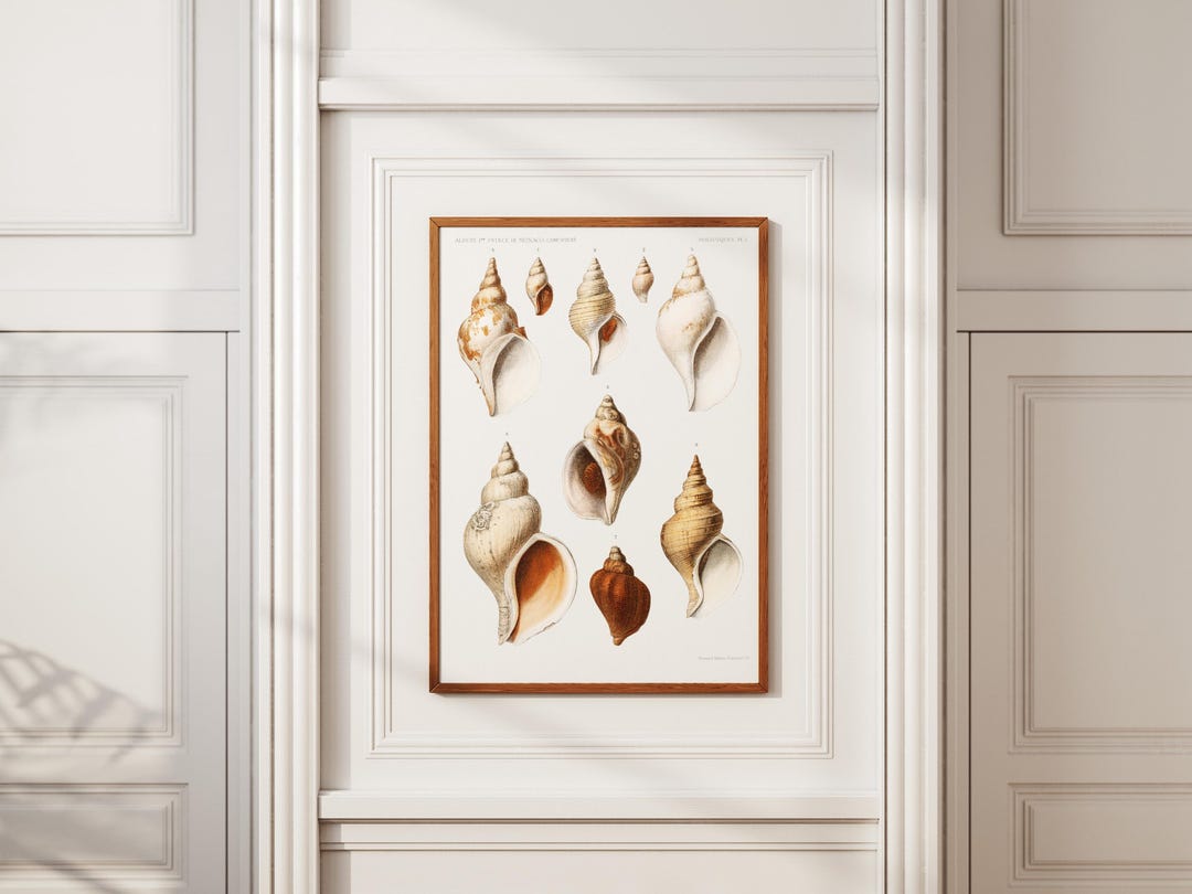 Vintage Mollusk Poster - Retro Illustration of Sea Snails - Natural ...