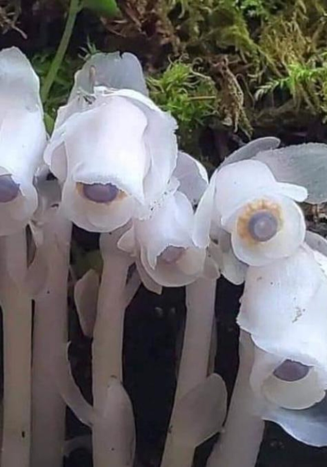 Ghost Pipe Tincture - Monotropa Uniflora - Etsy