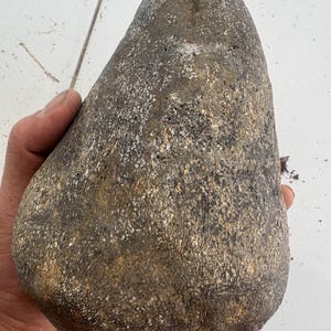 Authentic 2.5kg Stegodon Shin Bone Fossil - Rare Prehistoric Elephant ...