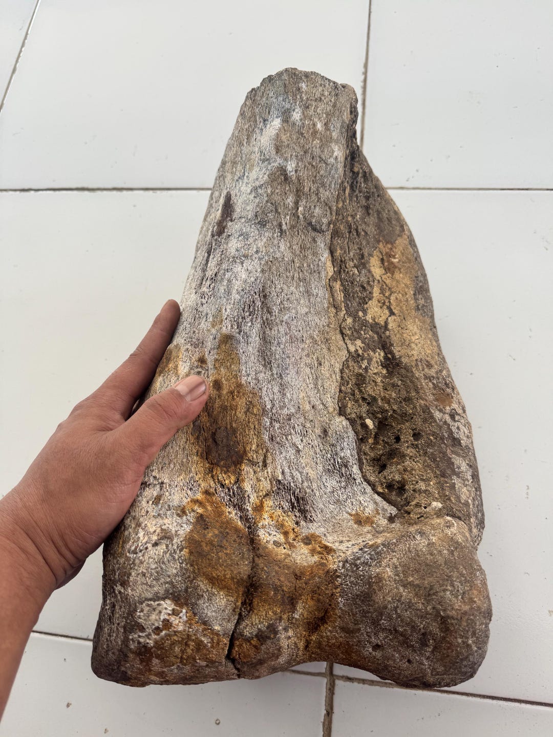 Authentic 12kg Stegodon Shin Bone Fossil - Rare Prehistoric Elephant ...