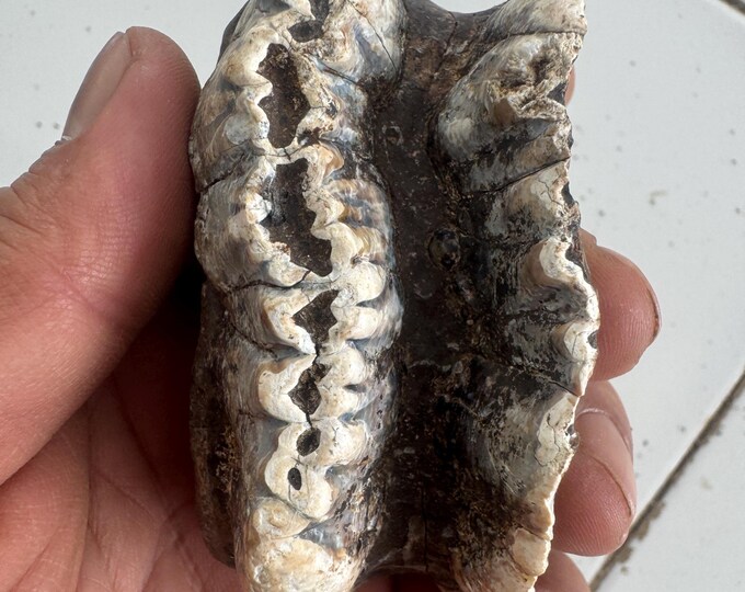 Authentic 200g Stegodon Tooth Fossil - Rare Prehistoric Elephant Bone ...
