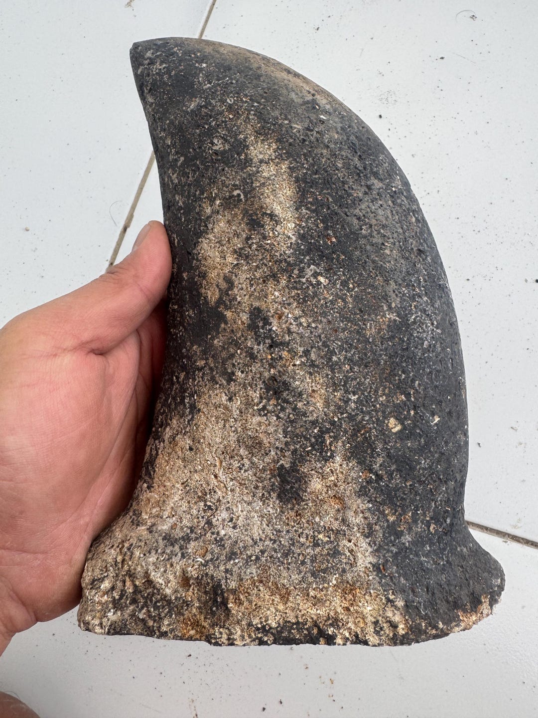 Authentic 1.7kg Rhinoceros Horn Fossil - Rare Prehistoric Elephant Bone ...