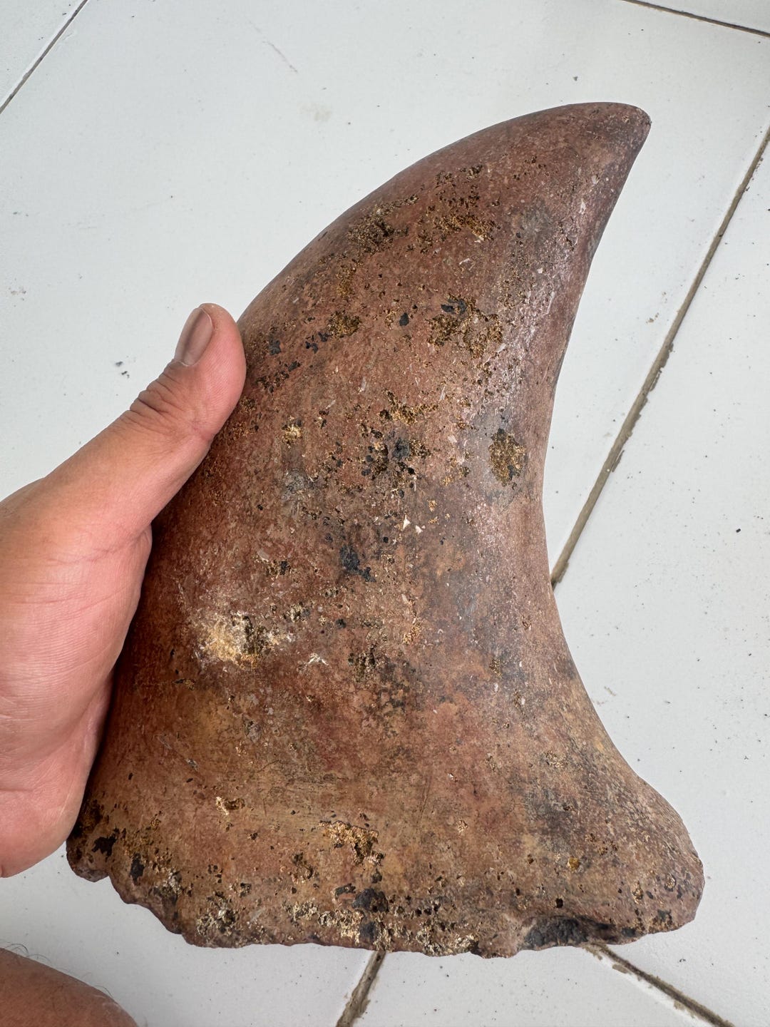 Authentic 2kg Rhinoceros Horn Fossil - Rare Prehistoric Elephant Bone ...