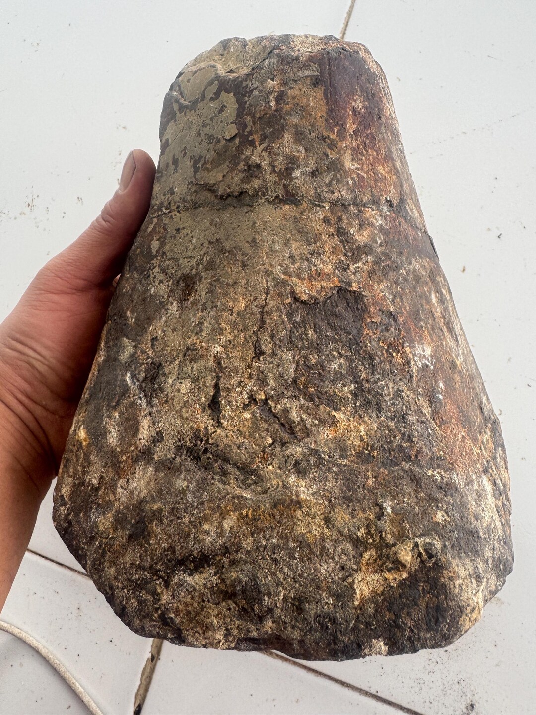 Authentic 5kg Stegodon Shin Bone Fossil - Rare Prehistoric Elephant ...