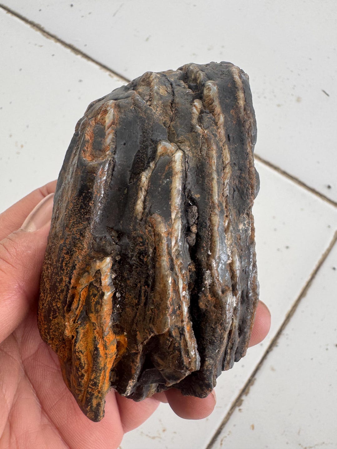 Authentic 215g Stegodon Tooth Fossil - Rare Prehistoric Elephant Bone ...