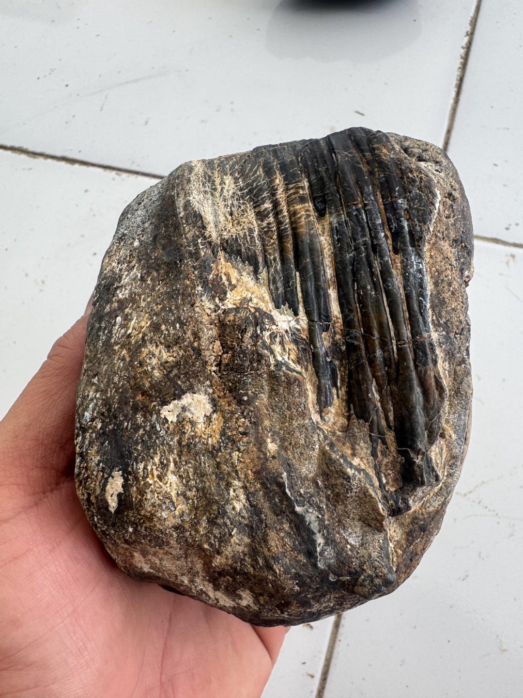 Authentic 1.52kg Stegodon Tooth Fossil - Rare Prehistoric Elephant Bone ...