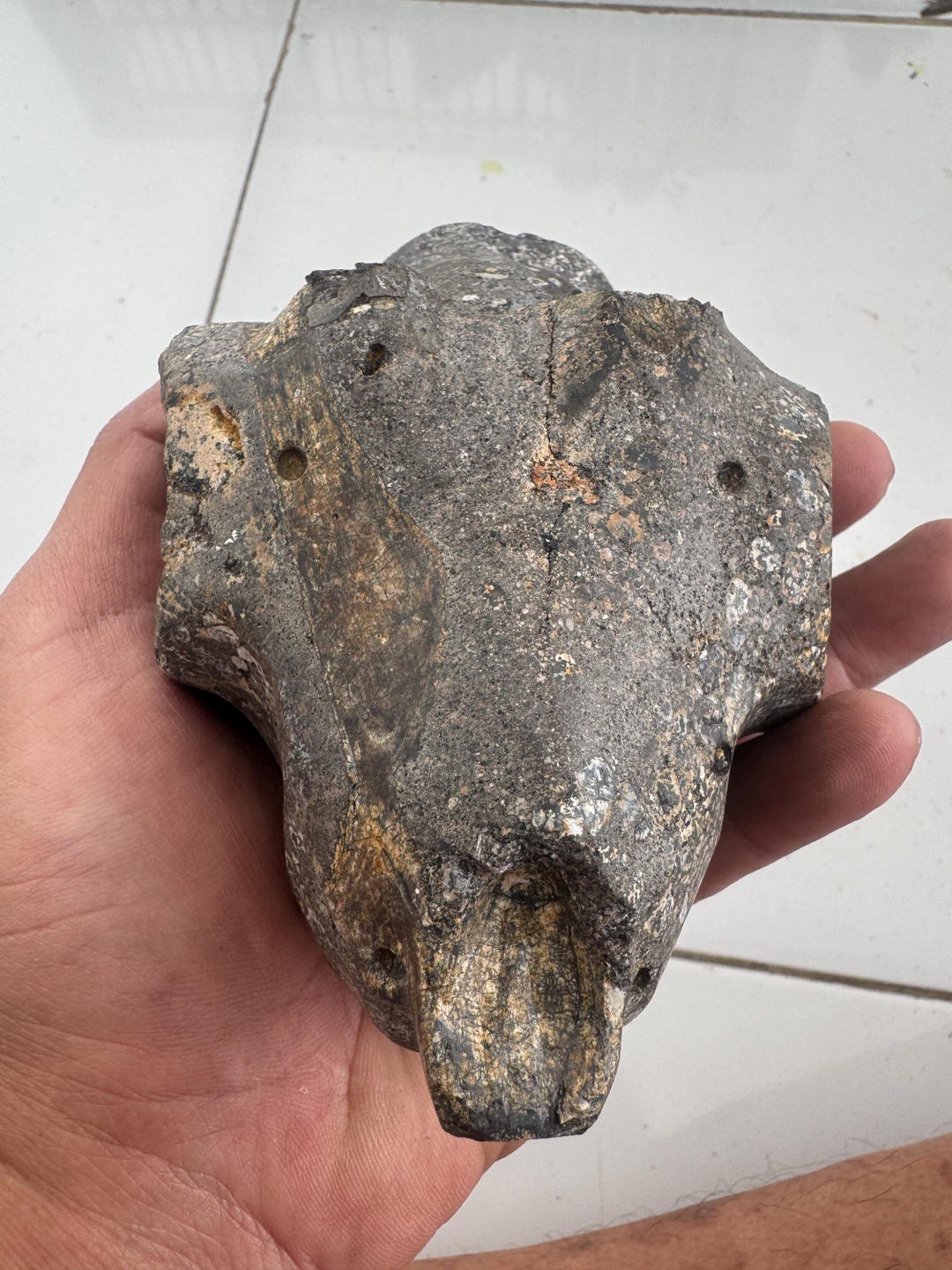 Authentic 980g Monkey Skull Fossil - Rare Prehistoric Elephant Bone ...