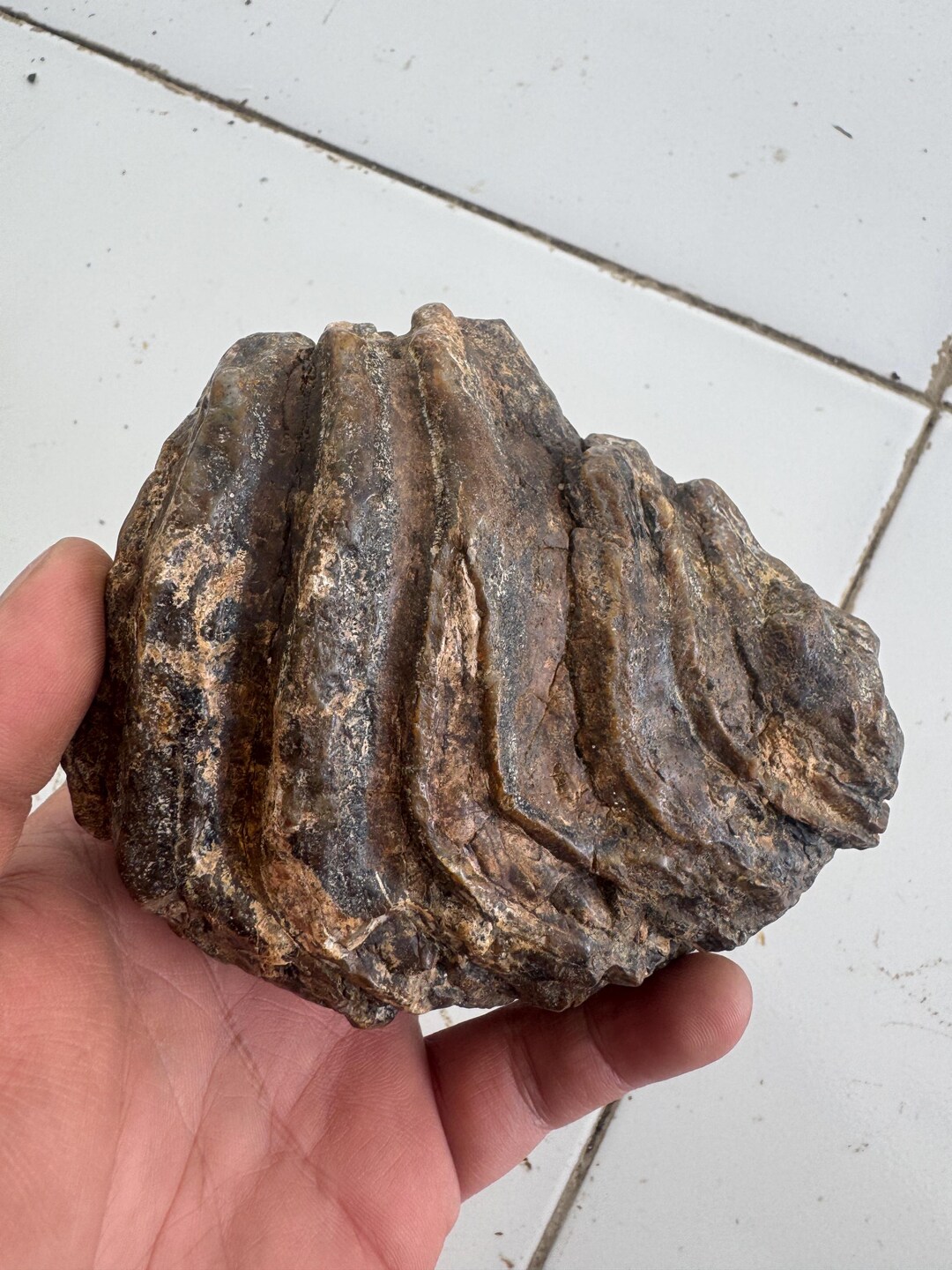 Authentic 890g Stegodon Tooth Fossil - Rare Prehistoric Elephant Bone ...