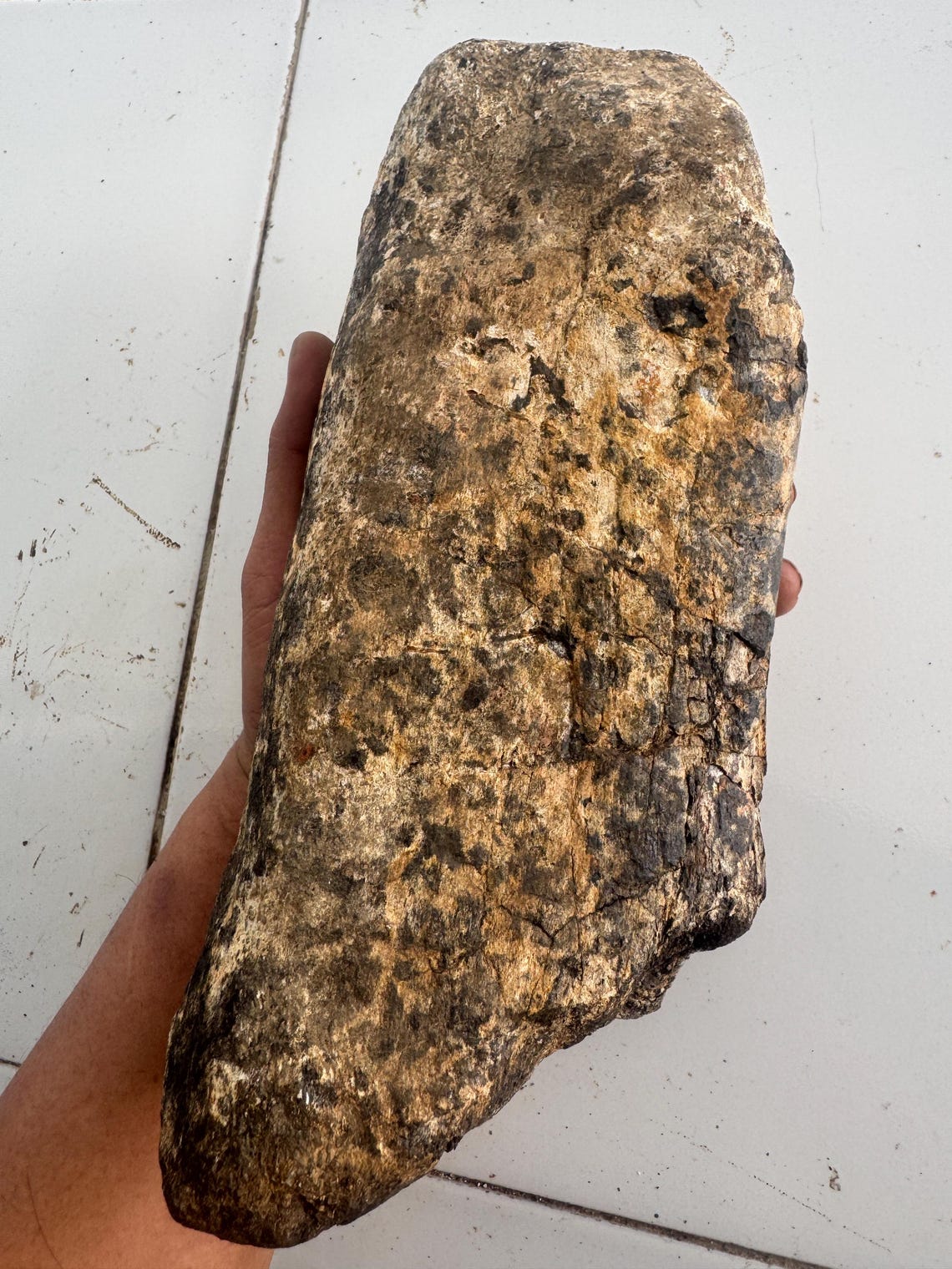 Authentic 3.4kg Stegodon Shin Bone Fossil - Rare Prehistoric Elephant ...