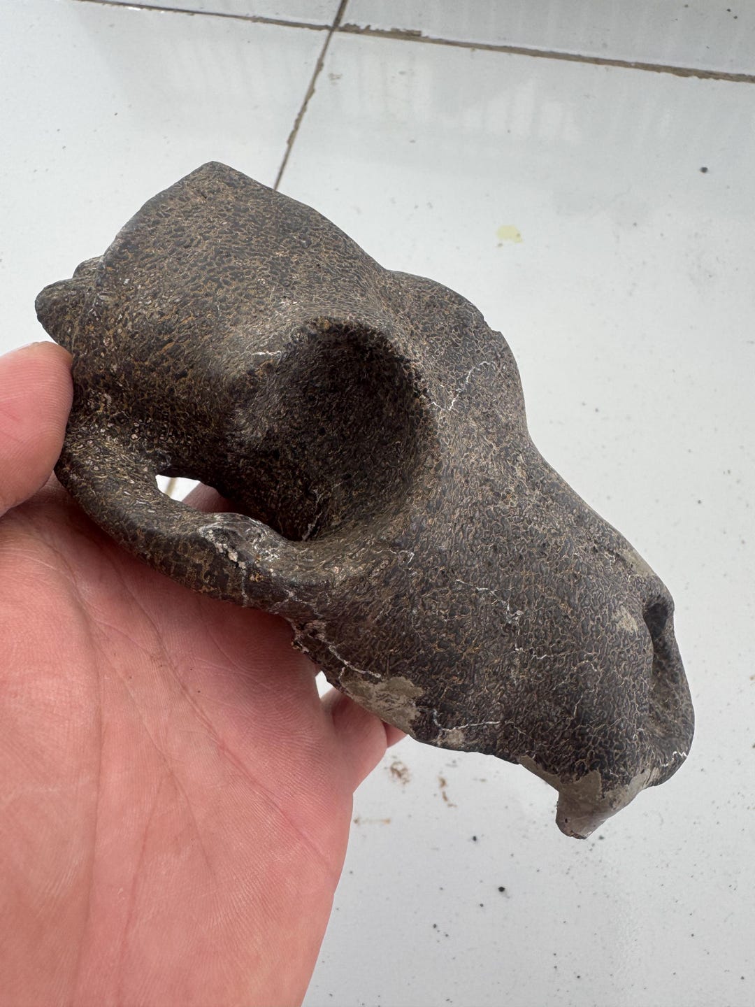 Authentic 470g Monkey Skull Fossil - Rare Prehistoric Elephant Bone ...