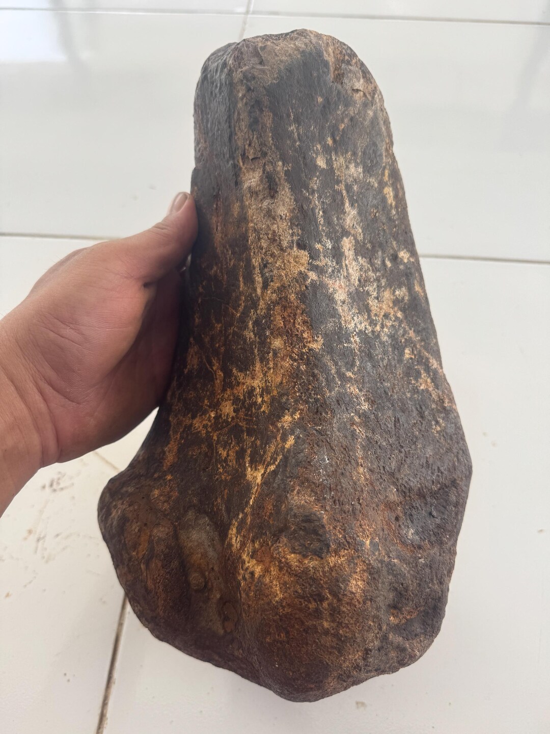 Authentic 8.3kg Stegodon Shin Bone Fossil - Rare Prehistoric Elephant ...