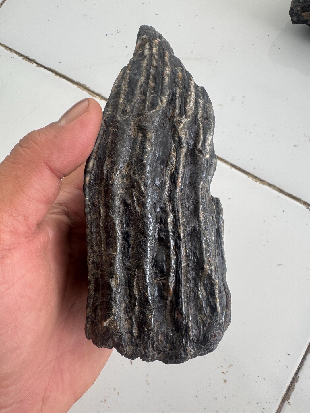Authentic 850g Stegodon Tooth Fossil - Rare Prehistoric Elephant Bone ...