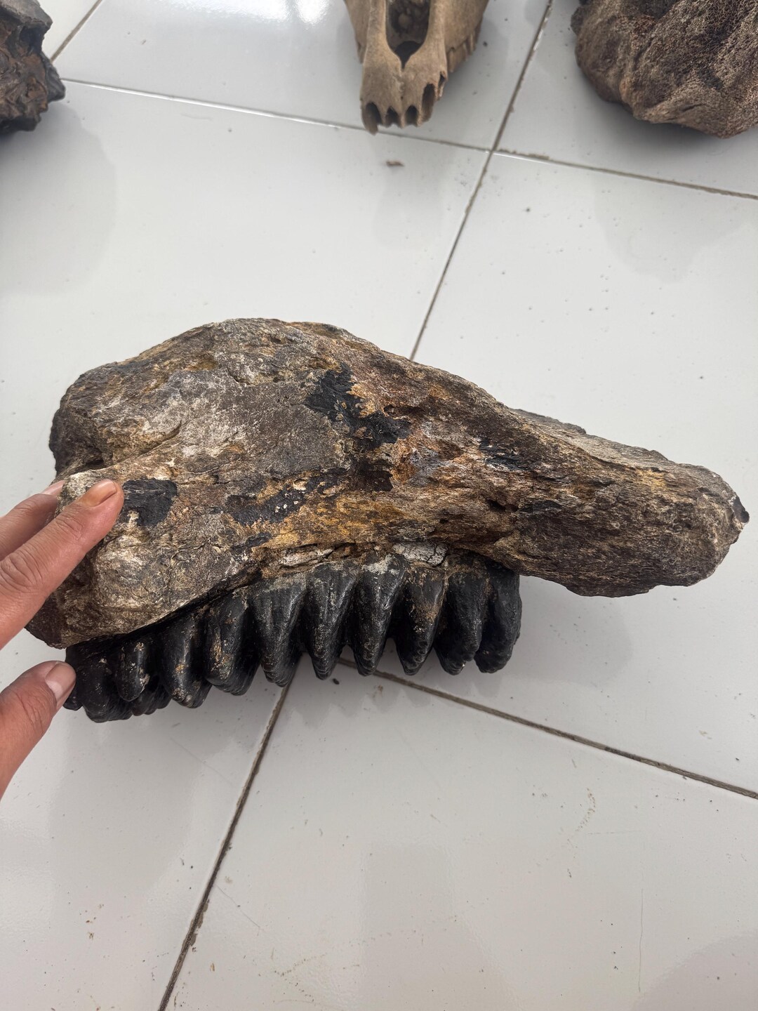 Authentic 6.36kg Stegodon Hear With Tooth Fossil - Rare Prehistoric ...