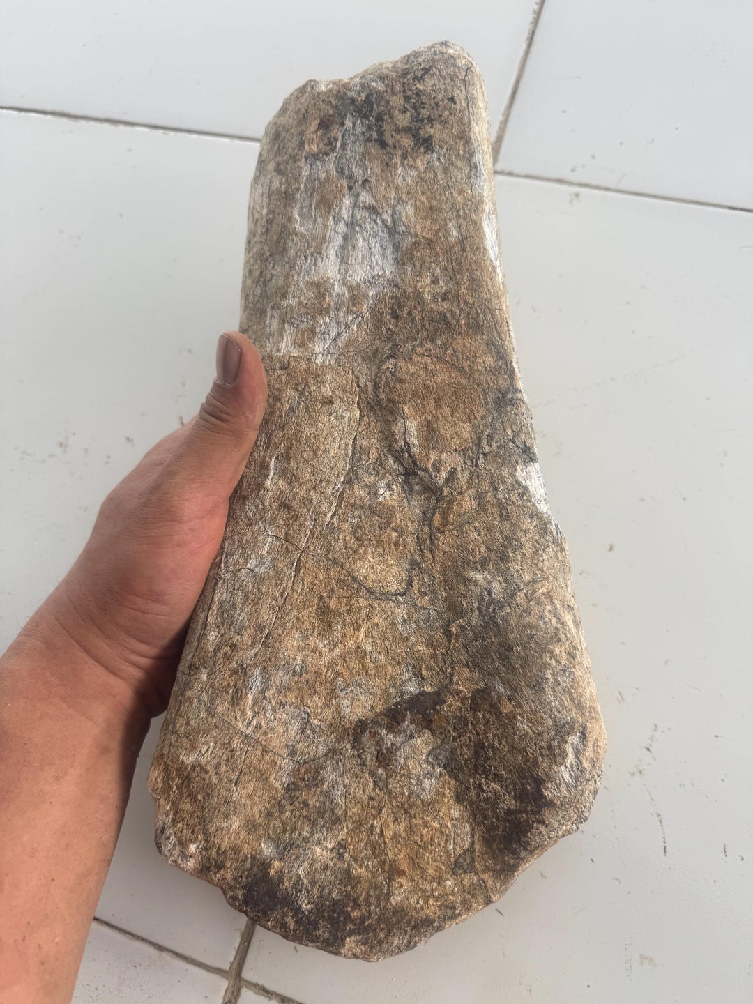 Authentic 4.5kg Stegodon Shin Bone Fossil - Rare Prehistoric Elephant ...