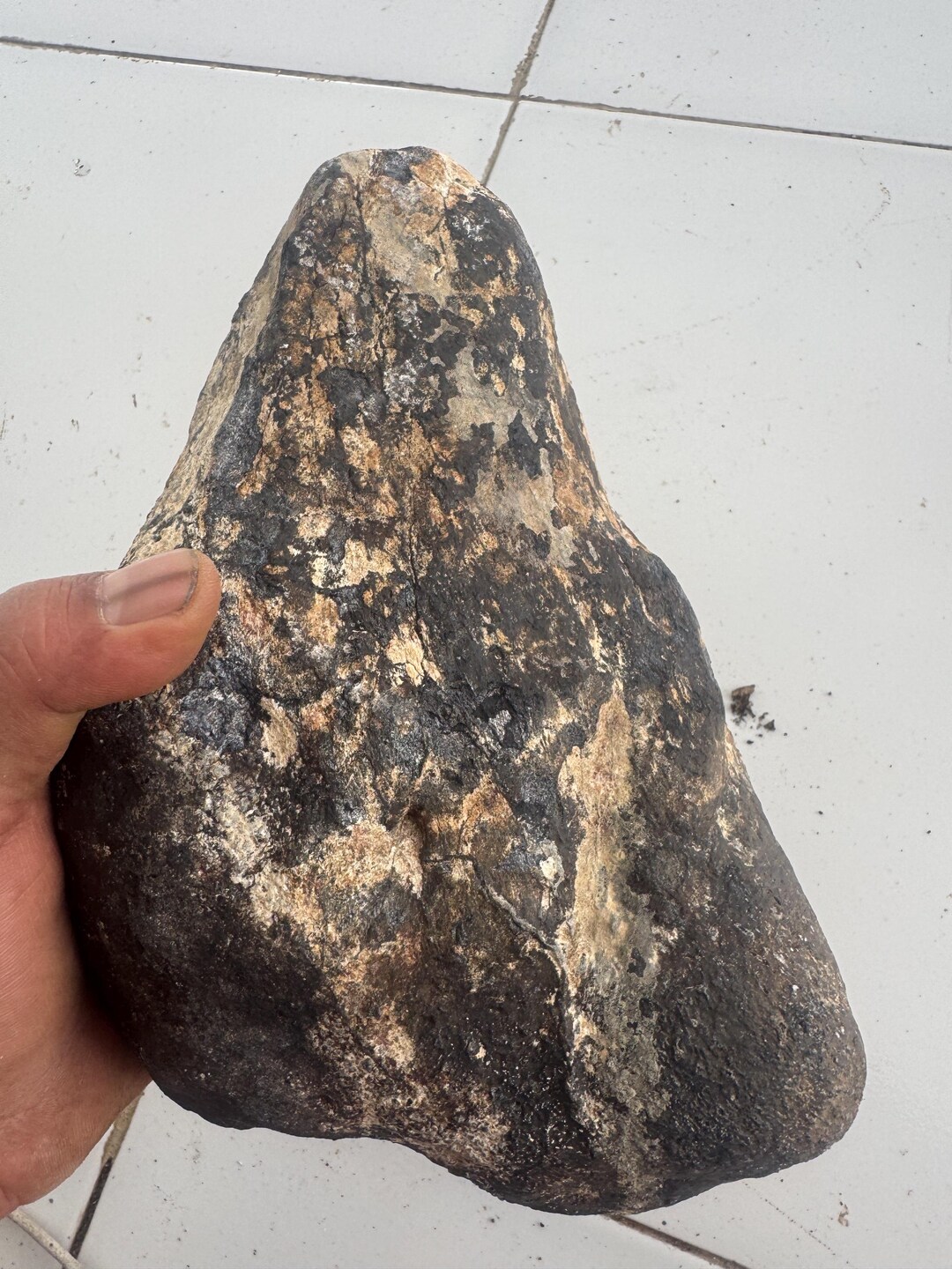 Authentic 3.7kg Stegodon Shin Bone Fossil - Rare Prehistoric Elephant ...