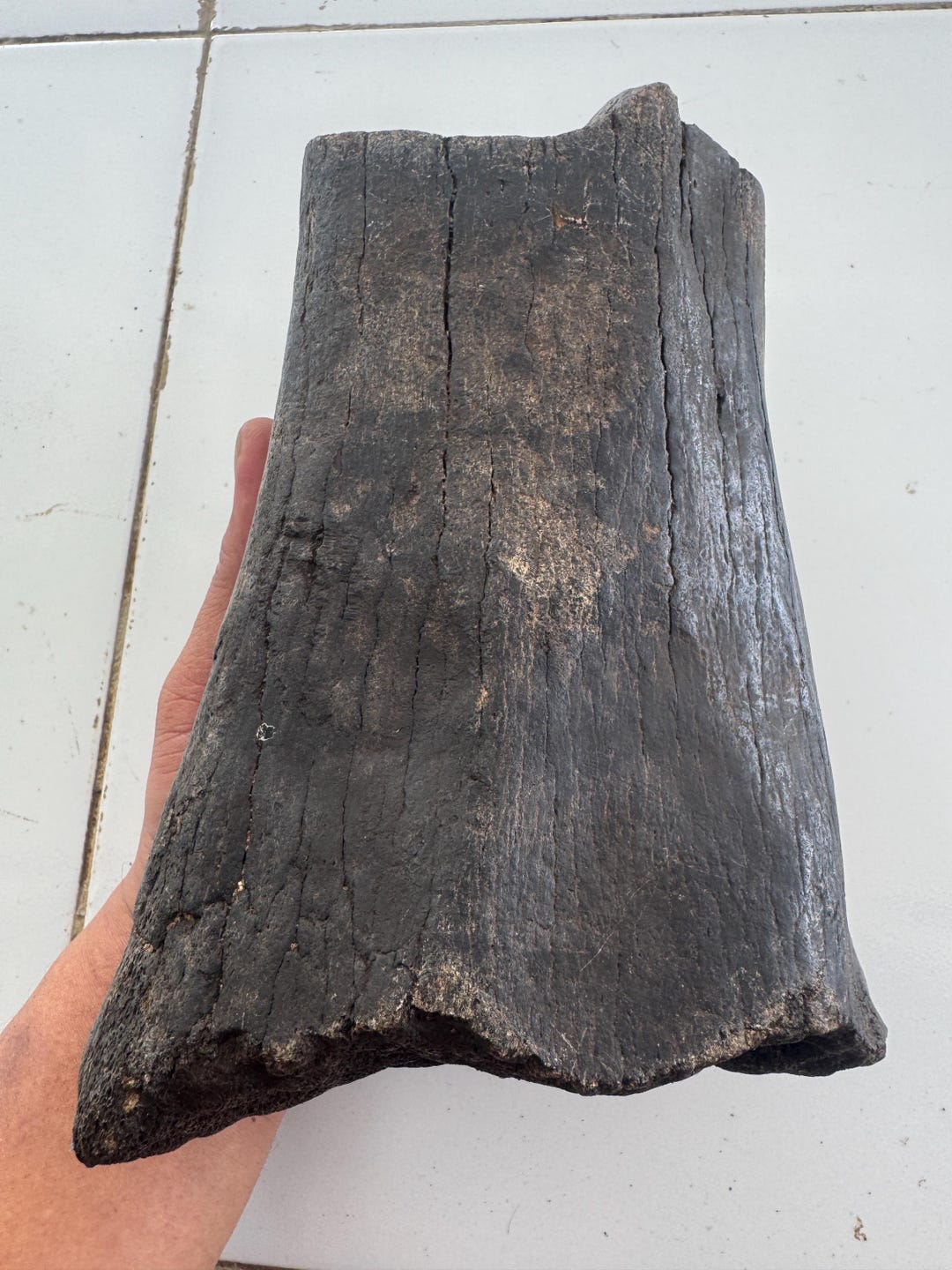 Authentic 2.5kg Stegodon Shin Bone Fossil - Rare Prehistoric Elephant ...