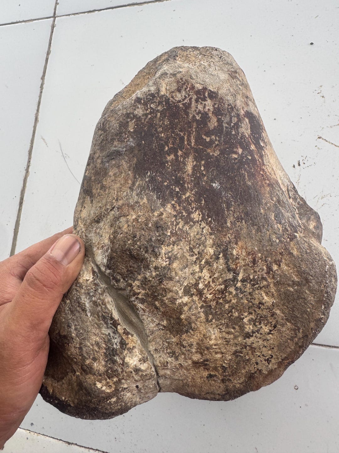Authentic 9.4kg Stegodon Shin Bone Fossil - Rare Prehistoric Elephant ...