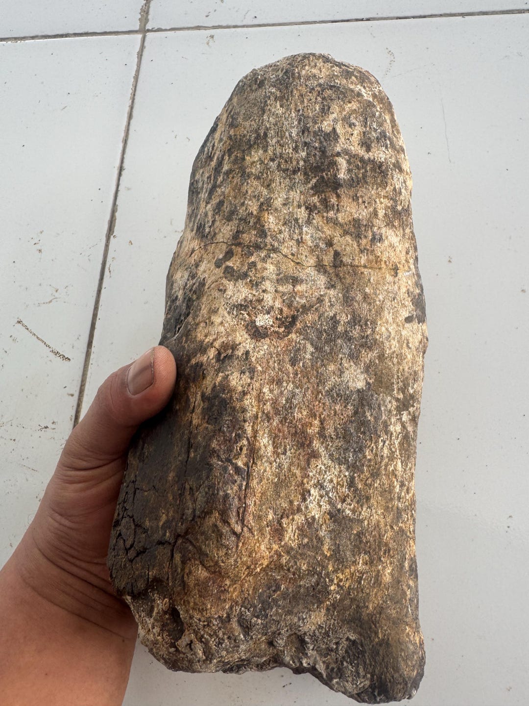 Authentic 3.4kg Stegodon Shin Bone Fossil - Rare Prehistoric Elephant ...